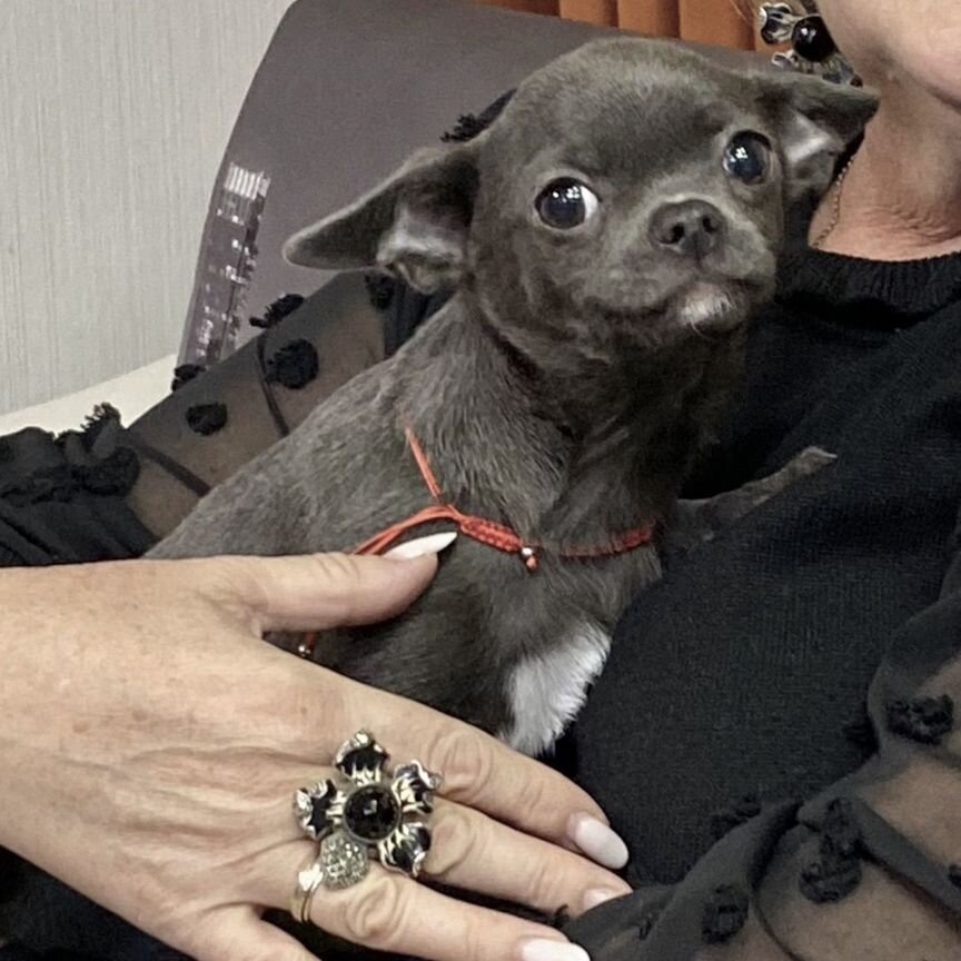 Чихуахуа, щенок