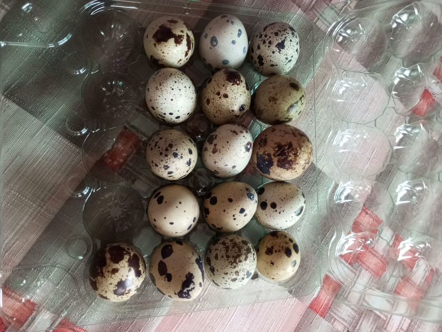 Продаю перепелиные яица