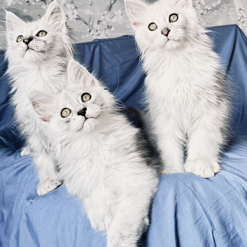 Мейн-кун котёнок