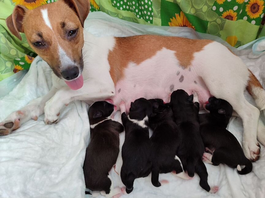 Щенки джек рассел терьер