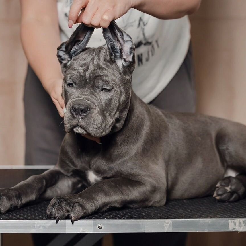 Крупный роскошный мальчик корсо