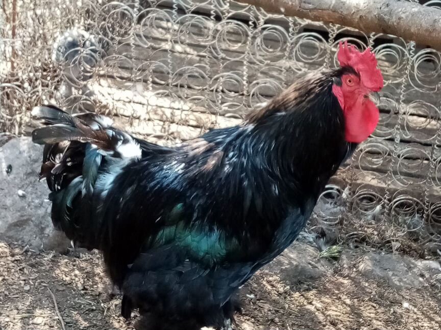 Петух брама