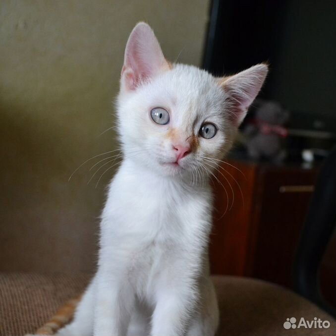 Котенок, девочка, красотка с рыжими ушками