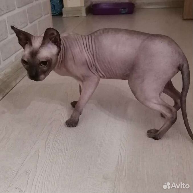 Донской сфинкс бесплатно