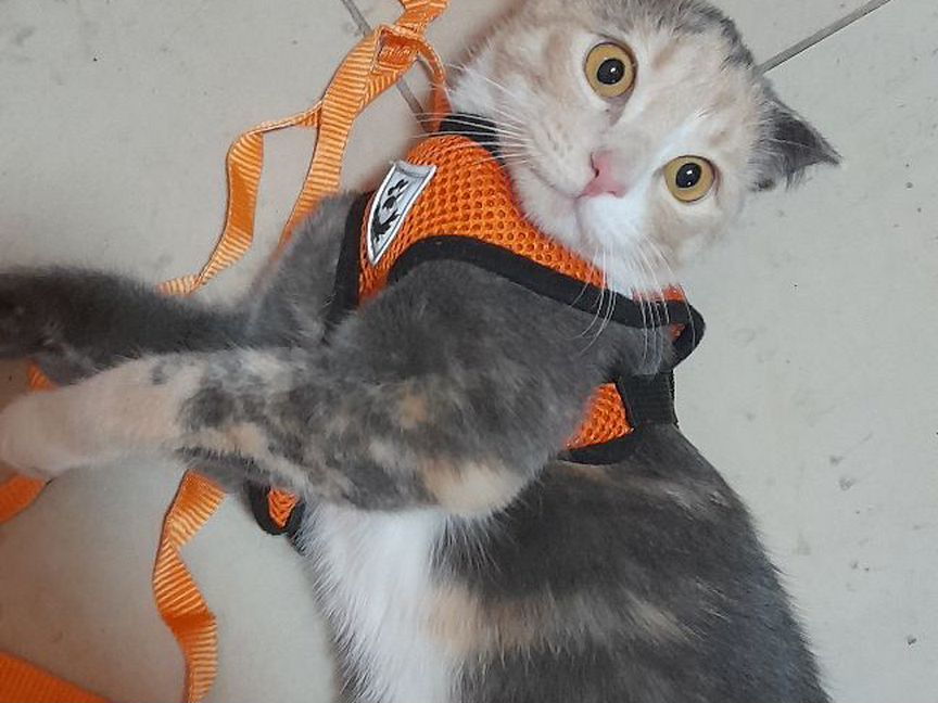 Кошечка Джесси