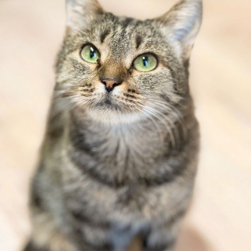 Сия, ласковая кошечка из приюта в добрые руки