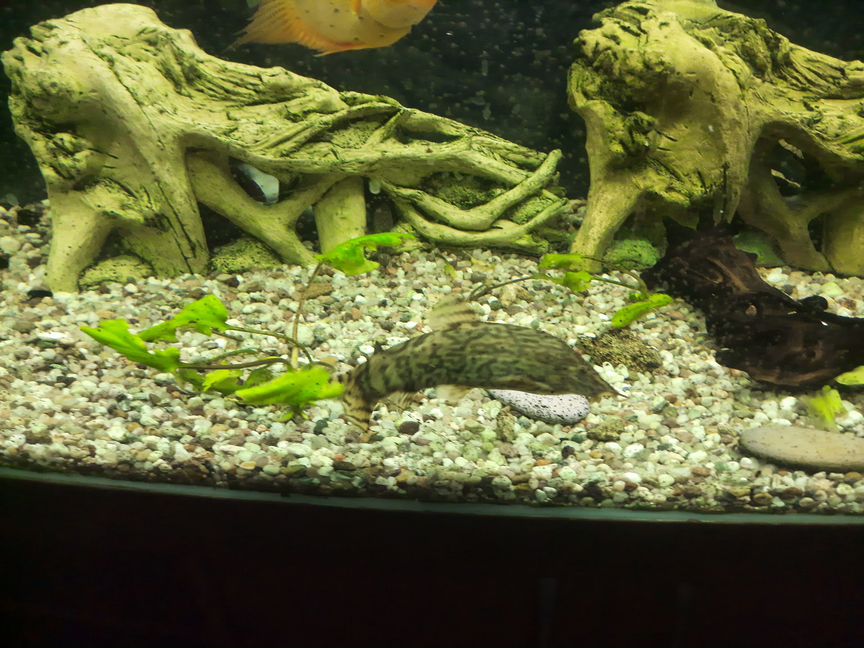 Боция мраморная