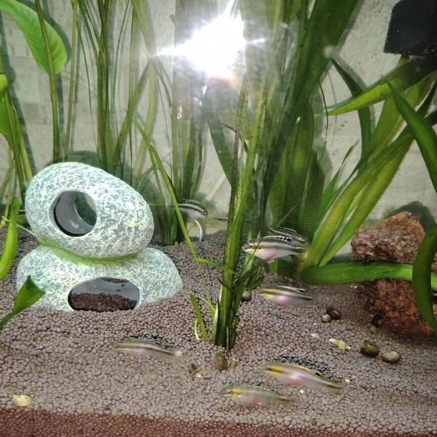 Отдам рыбки