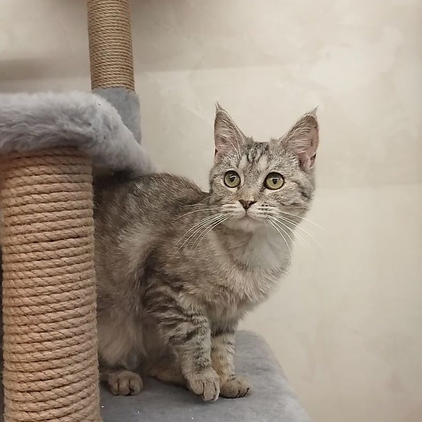 Кошечка ищет дом бесплатно