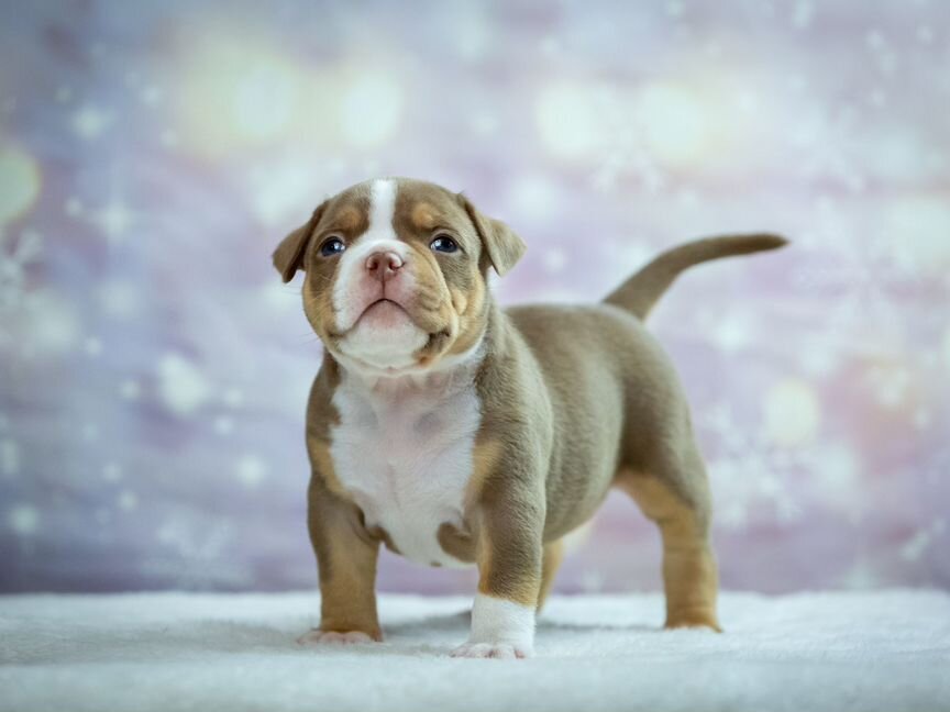 Щенки американского булли
