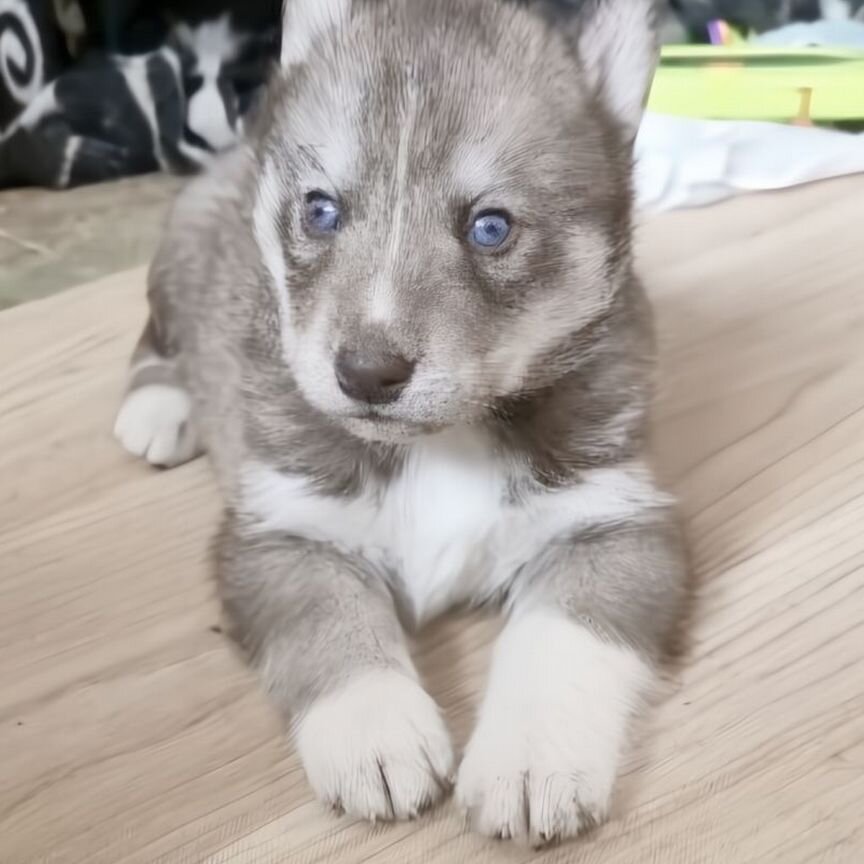 Сибирский хаски, щенок