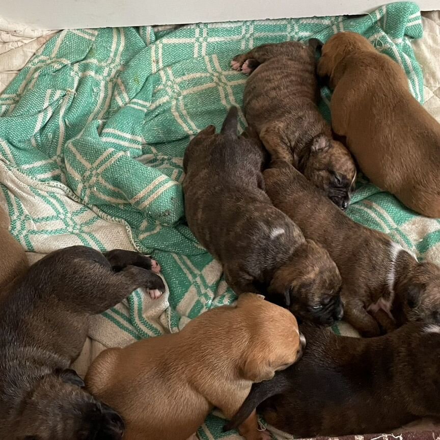 Щенки амстаффа