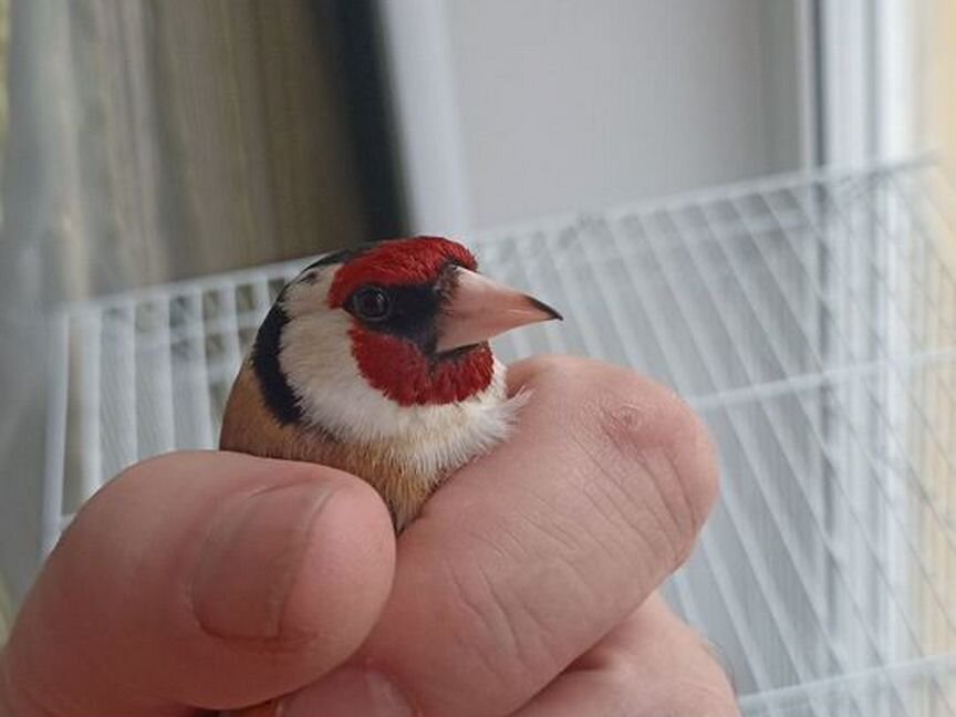 Птица щегол