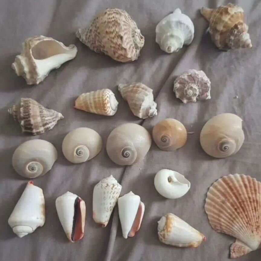 Набор ракушек