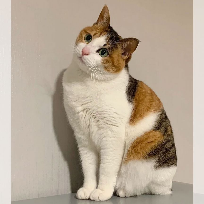 Взрослая кошка в добрые руки