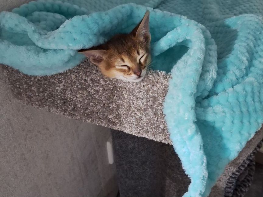 Абиссинские котята соррель