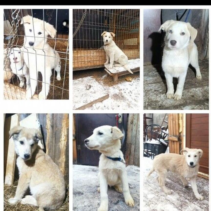 Щенки подростки в частный дом