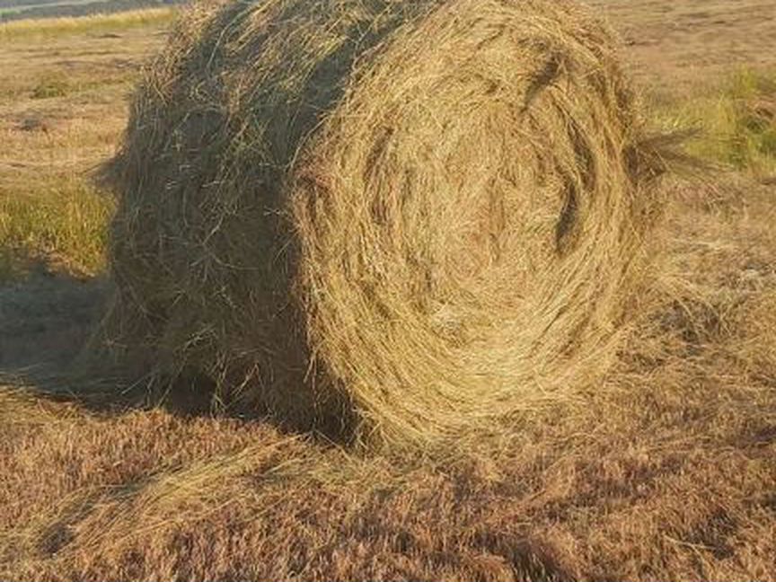 Сено в рулонах 2024