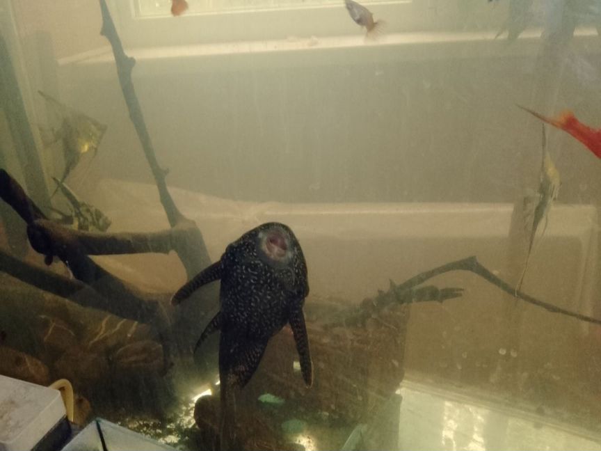 Аквариум с рыбками