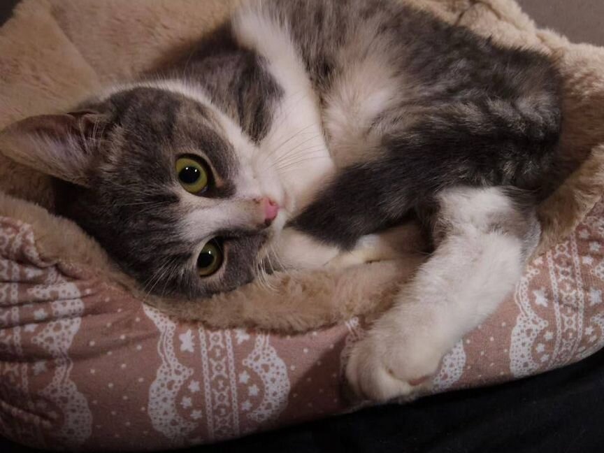 Котик подросток 5 мес