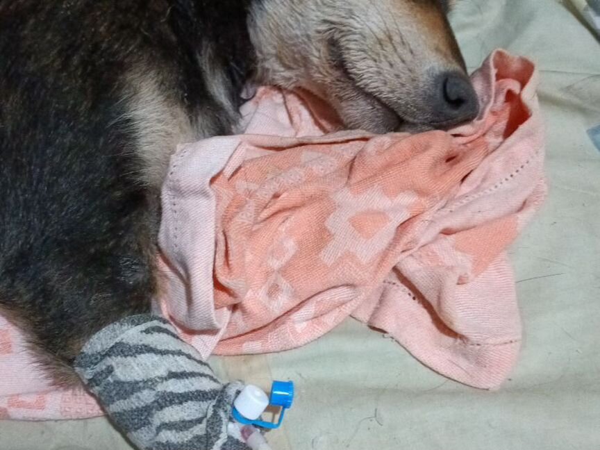 Собачки семья