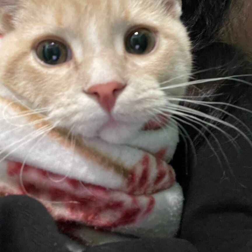 Котёнок Бруно в добрые руки