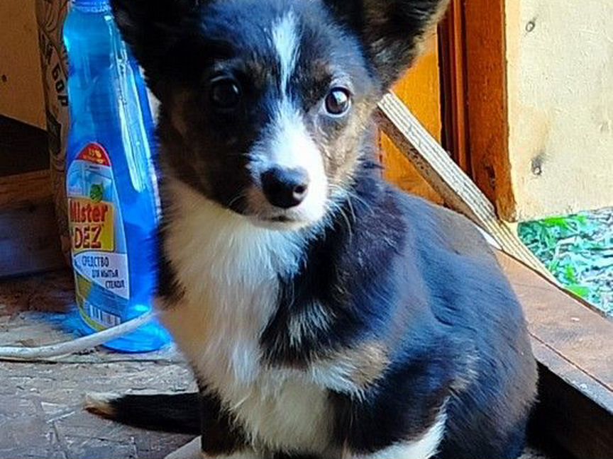 Великолепная девочка корги Кардиган