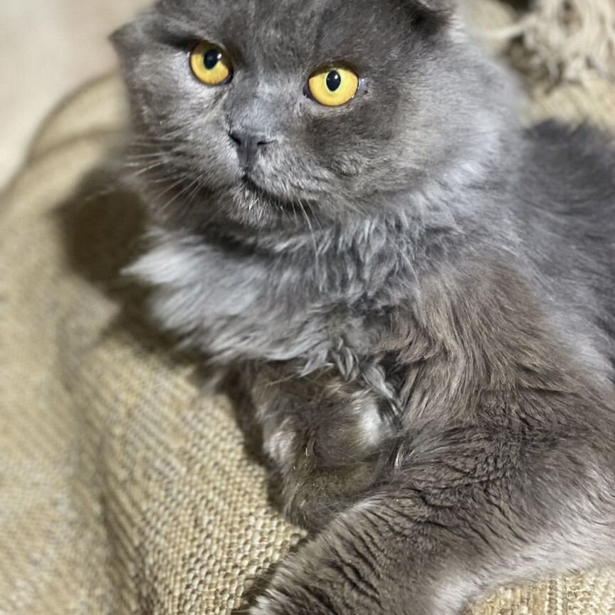 Прекрасный котик