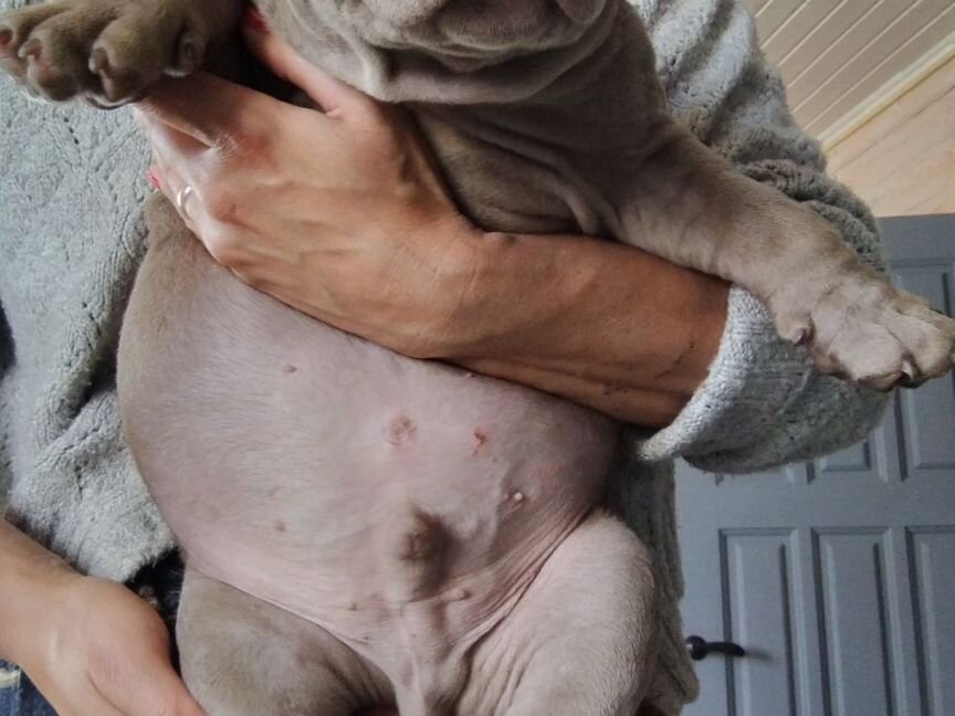 Американский булли мальчик