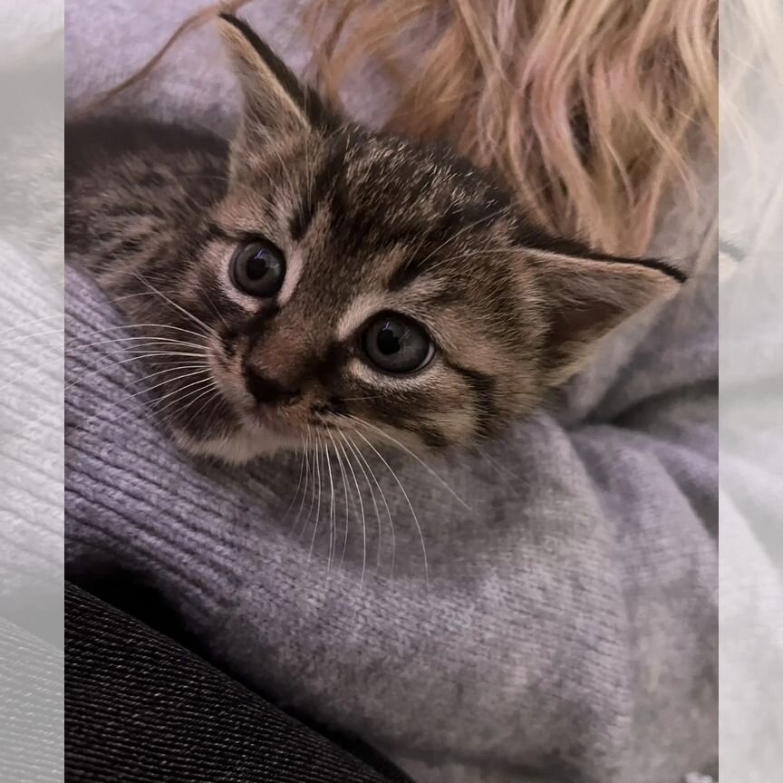 Котёнок в добрые руки