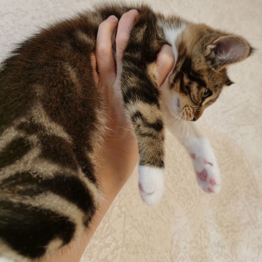 Котенок девочка