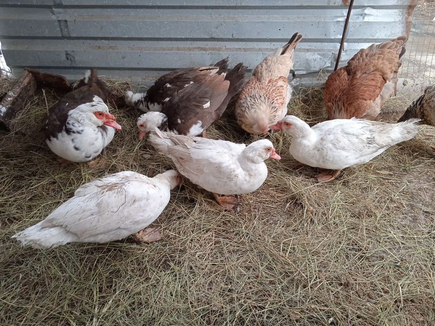 Индоутки на племя