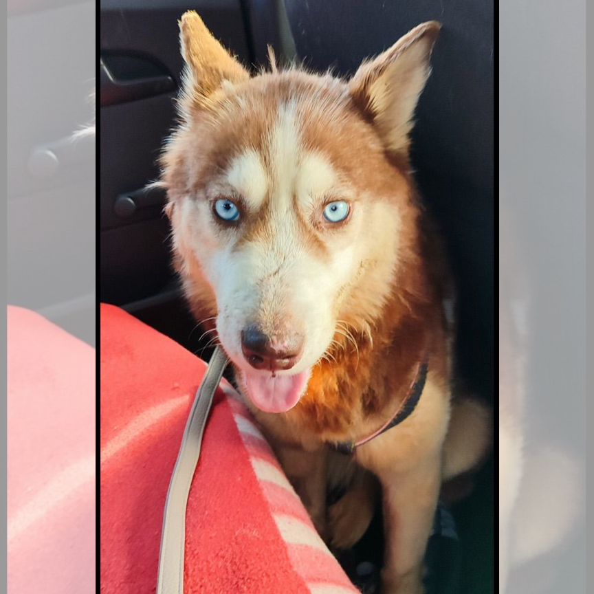 Сибирский хаски, взрослая собака