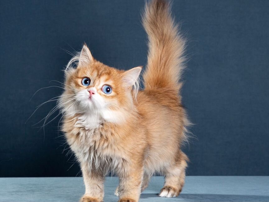 Мальчик шоко