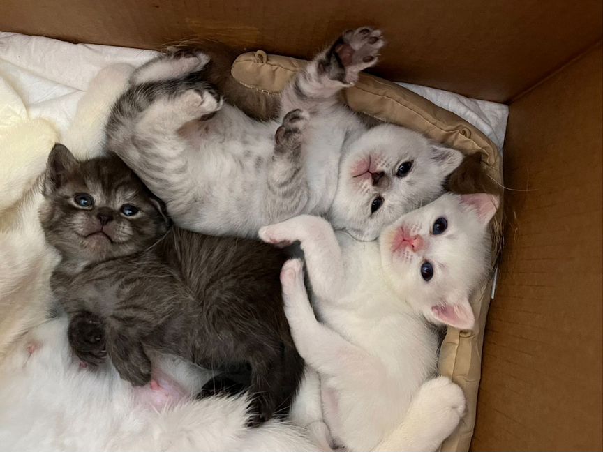 Котята в добрые руки