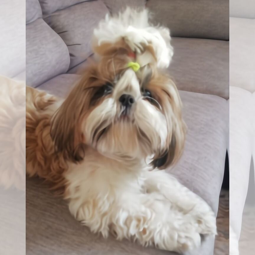 Ши-тцу, щенок