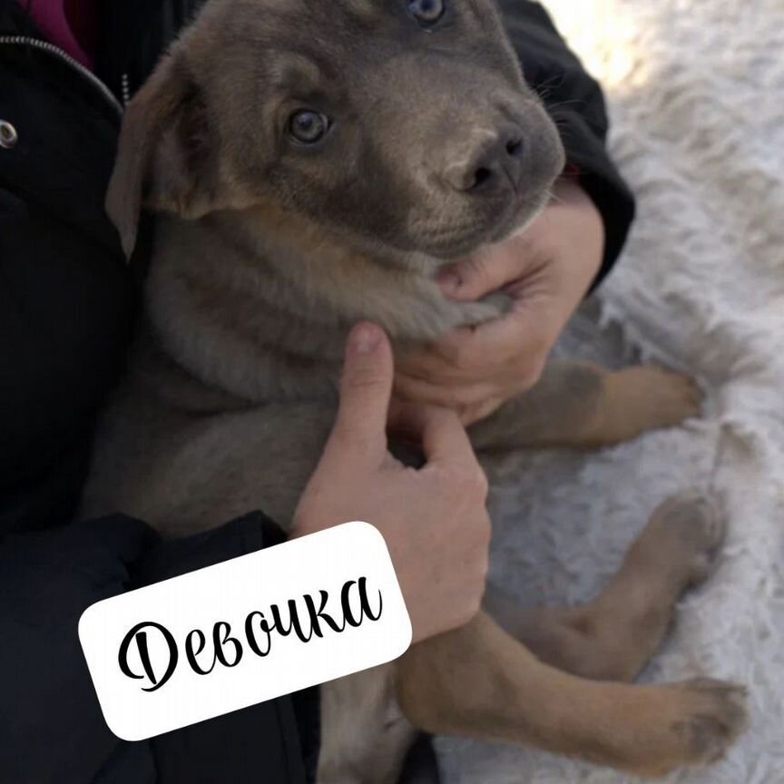 Щенки для охраны