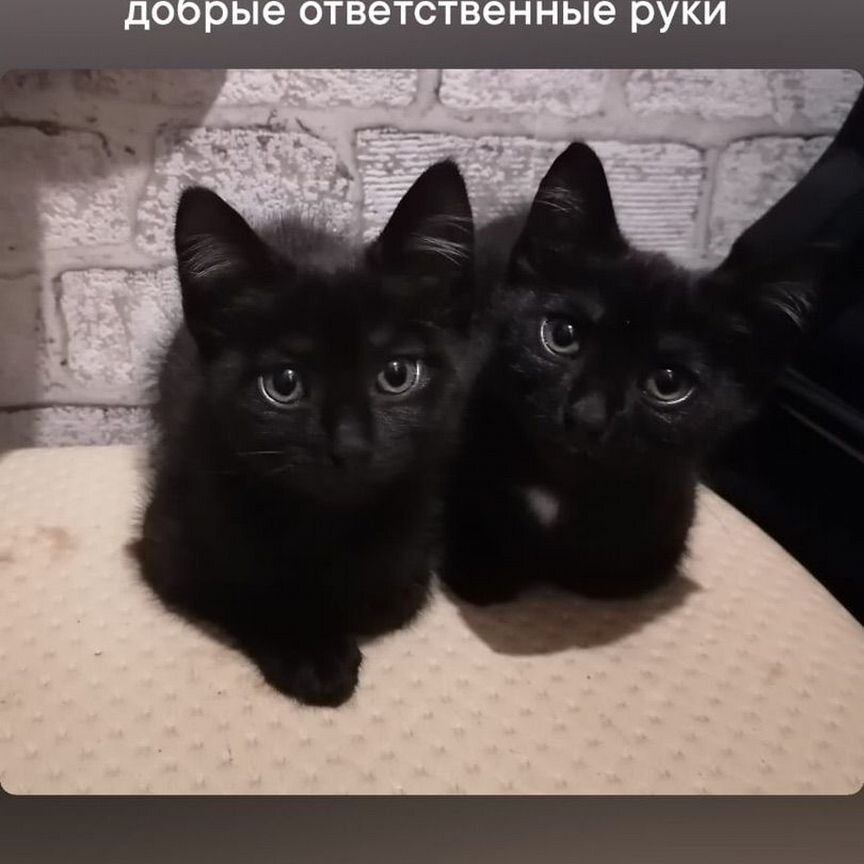 Сестрички -Чернички