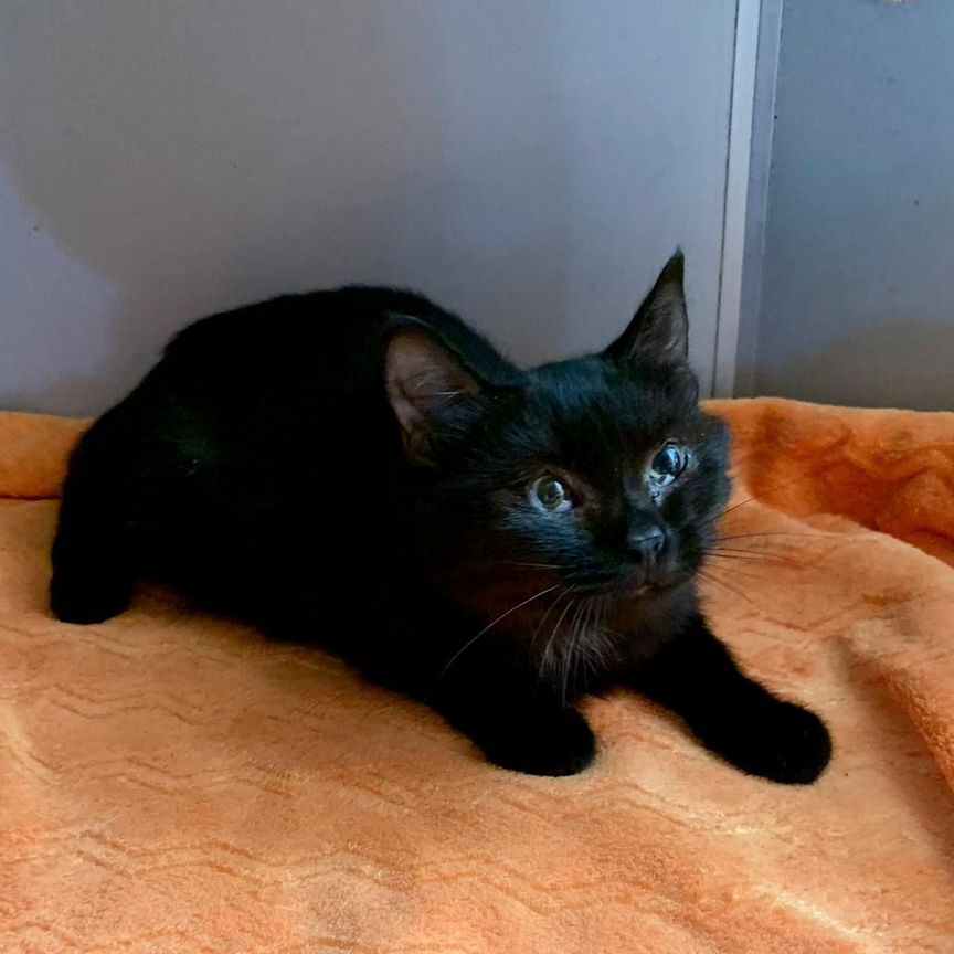 Котенок