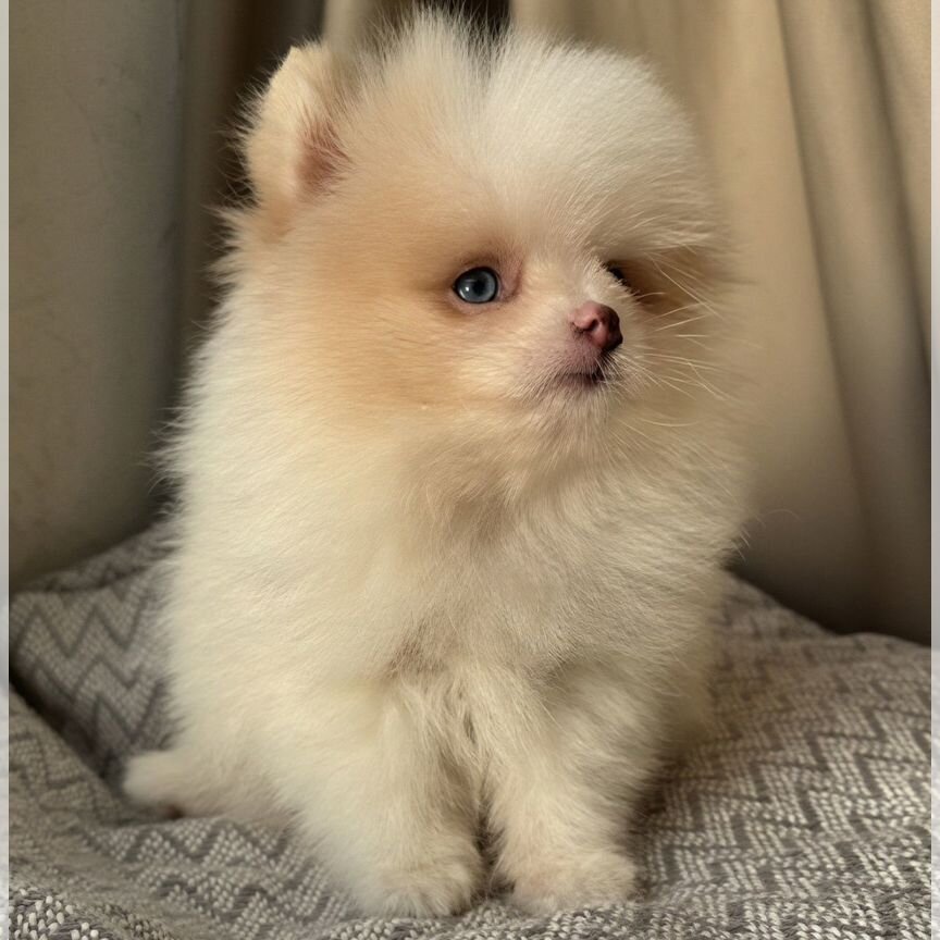 Помски, щенок