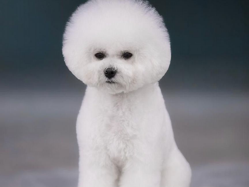 Бишон фризе