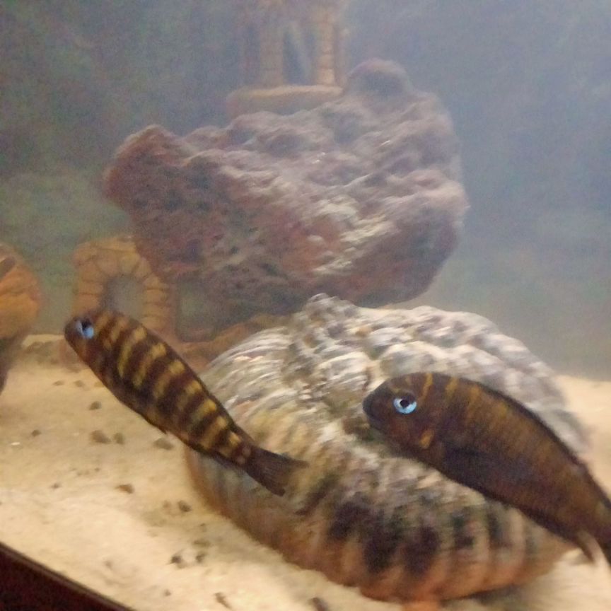 Трофеусы Бришара Оранж Чек