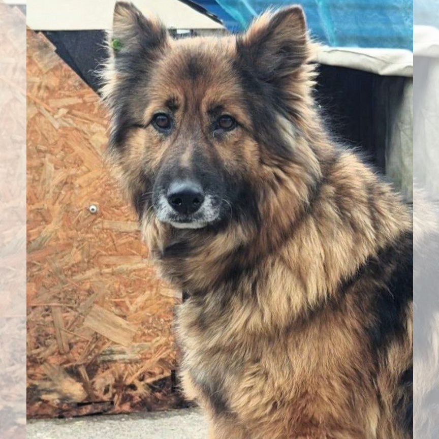 Немецкая овчарка, взрослая собака