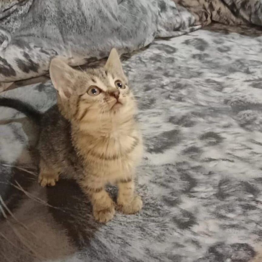 Котёнок маленькая девочка