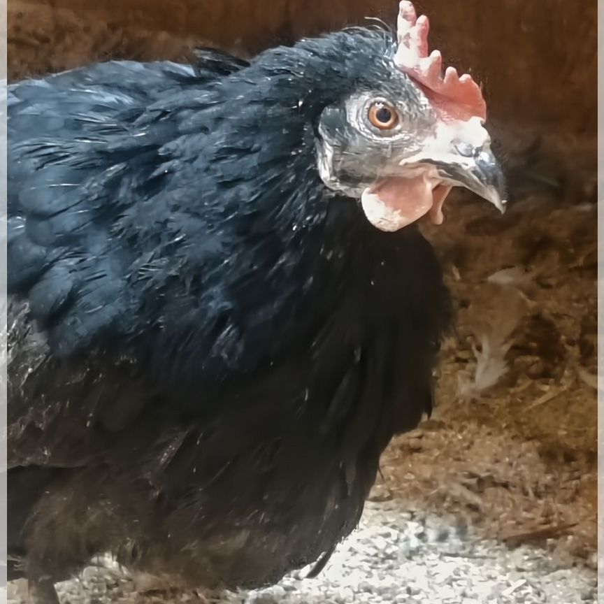 Куры разные