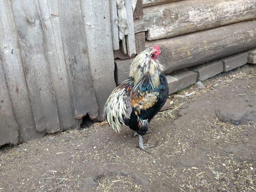 Петух Араукан