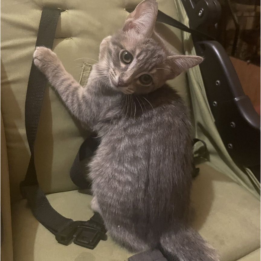 Котенок в добрые руки