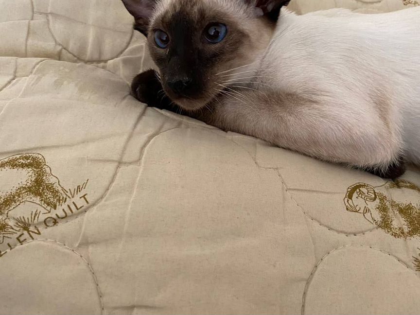 Сиамская кошка