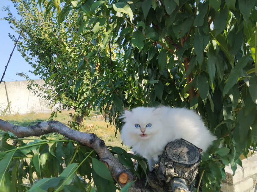 Белоснежный котик золотой шиншиллы