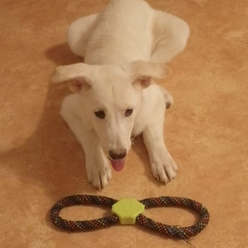 Собака в добрые руки